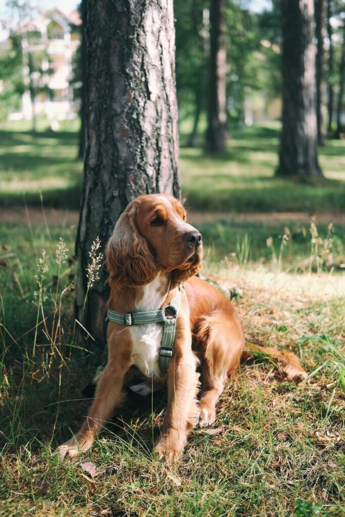 Spaniels: Die charmanten Begleiter mit Jagdinstinkt 🐕-